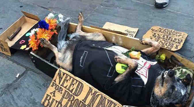 Memes De Perro Dormido